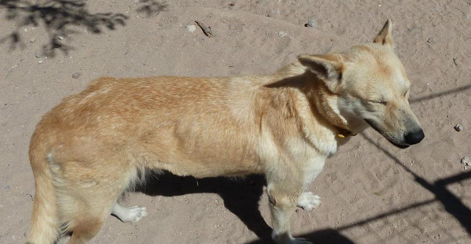 Globe Dater: Baja Dogs Go North and Baja Dog Rescue